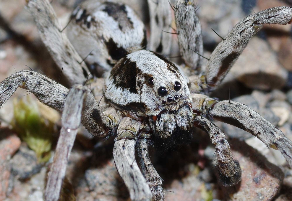 Surrey Wildlife Trust Rediscovers Great Fox-Spiders | Surrey Wildlife Trust